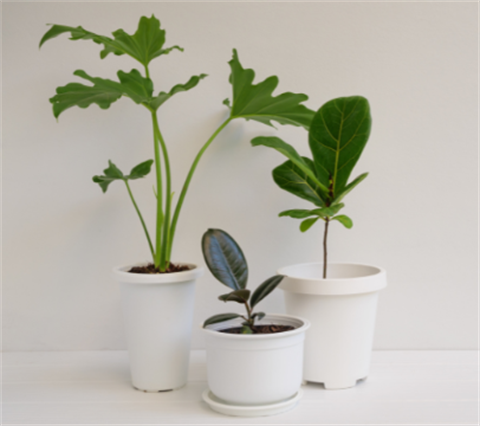 Plant Swap Bemis Public Library